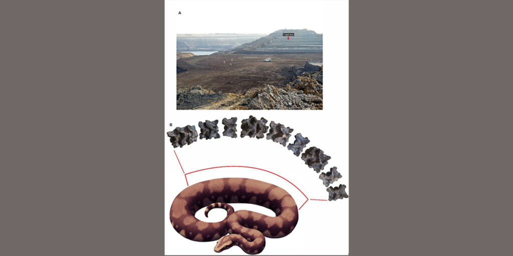 IIT Roorkee Researchers Discover Ancient Giant Snake Fossil in Gujarat ...